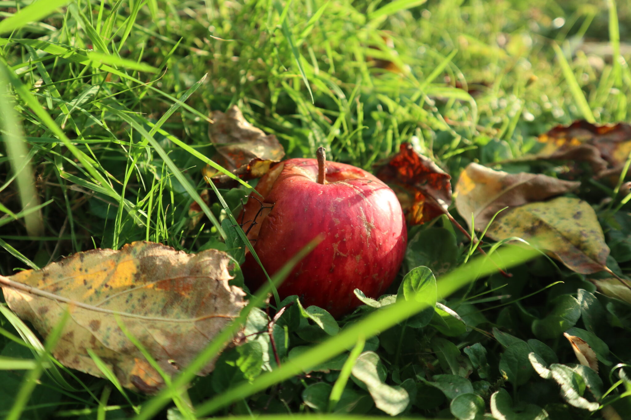 Photogrief: Cycles of Growth and Decay - Whats your Grief